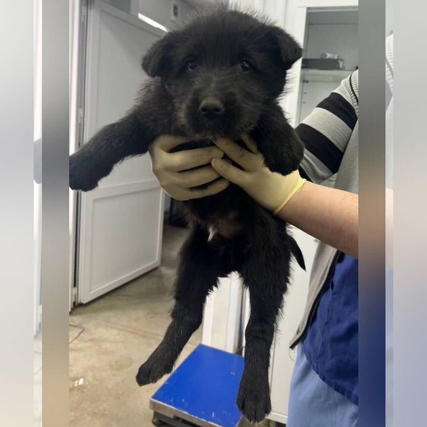 Щенок в добрые руки