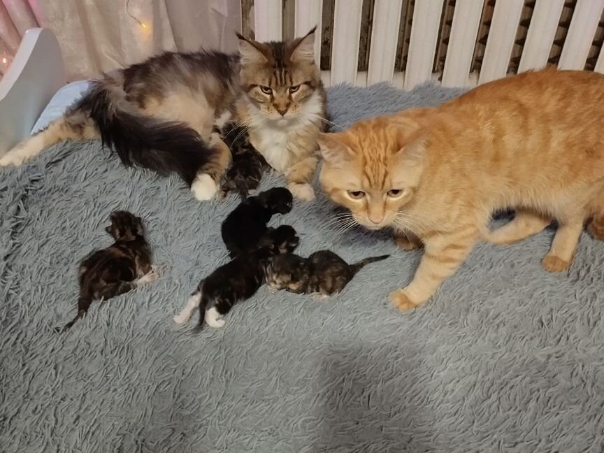 Кошки в добрые руки мейн-кун + ванная под ключ