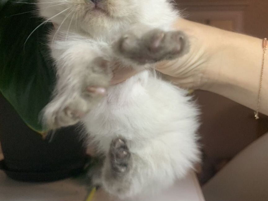 Невские маскарадные котята