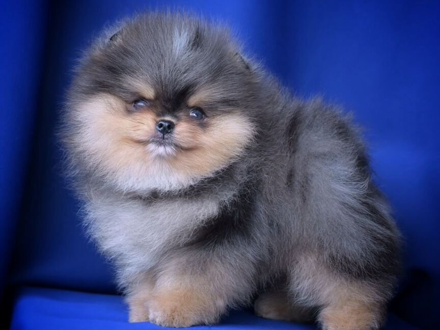 Совершенно невероятный мишка. Померанский шпиц