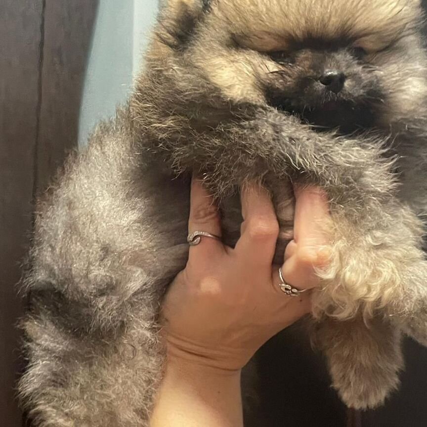 Щенки шпица Померанчик
