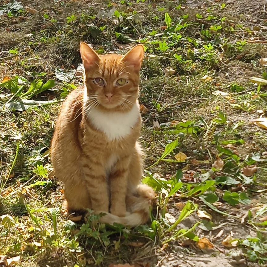 Рыжий Котик 7 месяцев
