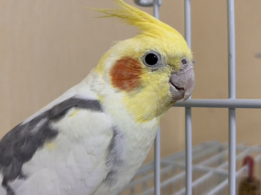 Попугай корелла ручной девочка