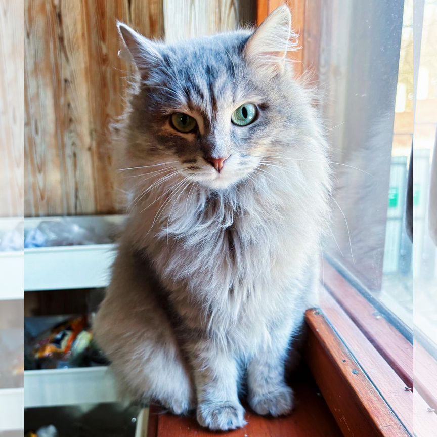 Зеленоглазая кошечка ищет дом