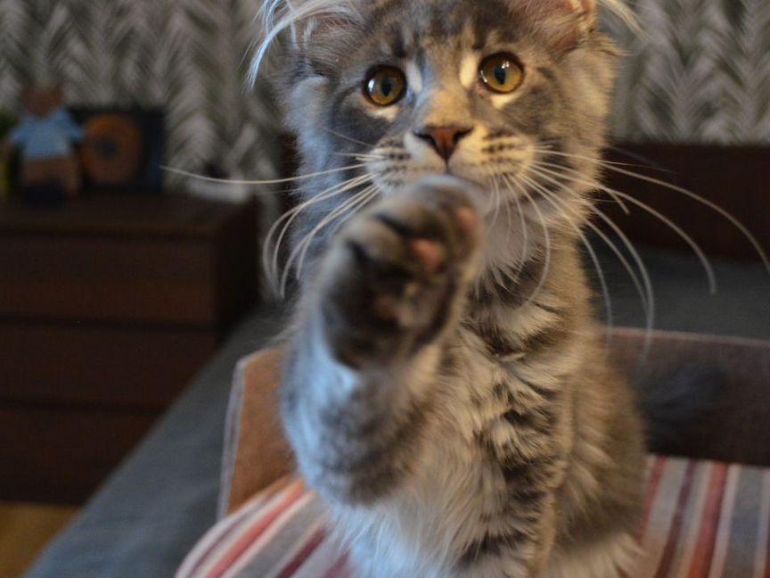 Котята мейн-кун