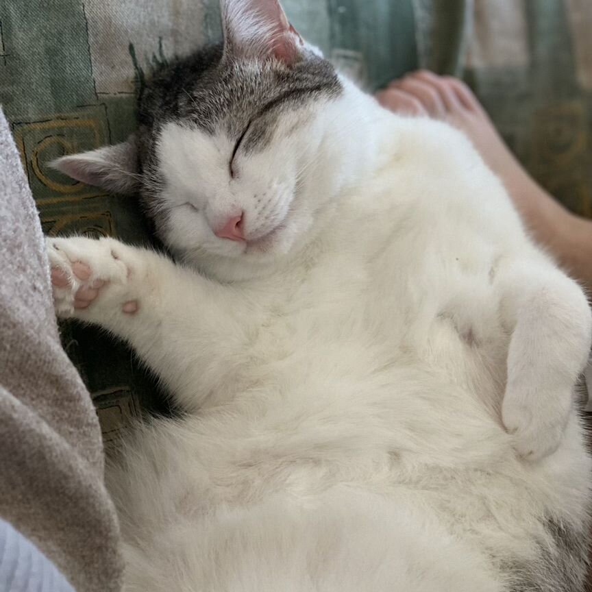 Отдам кошку в добрые руки бесплатно