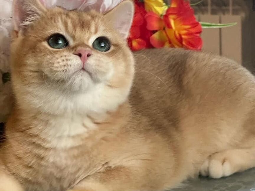 Британский шоколадный кот