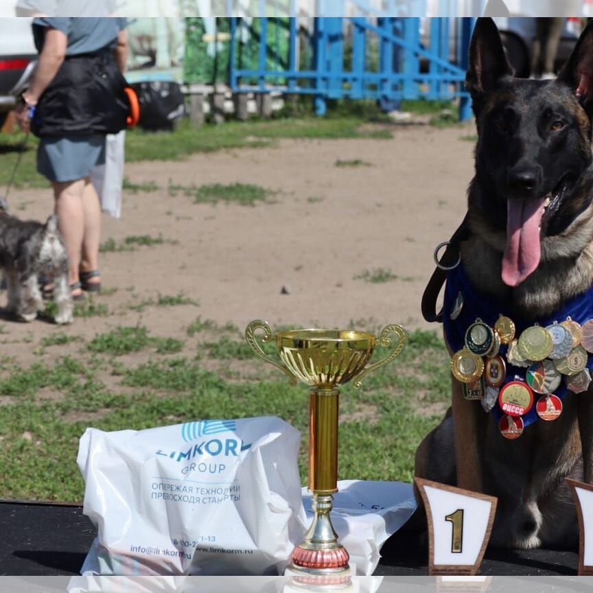 Вязка кобель Малинуа (бельгийская овчарка)