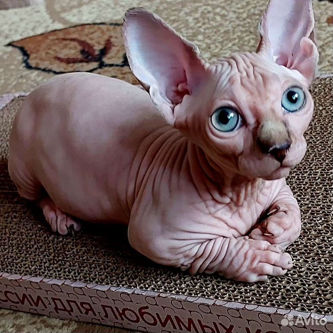 Канадский сфинкс. Бамбино