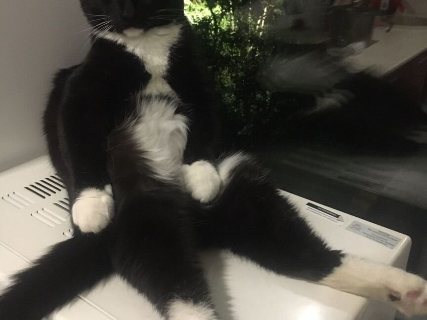 Стеша ищет хозяина