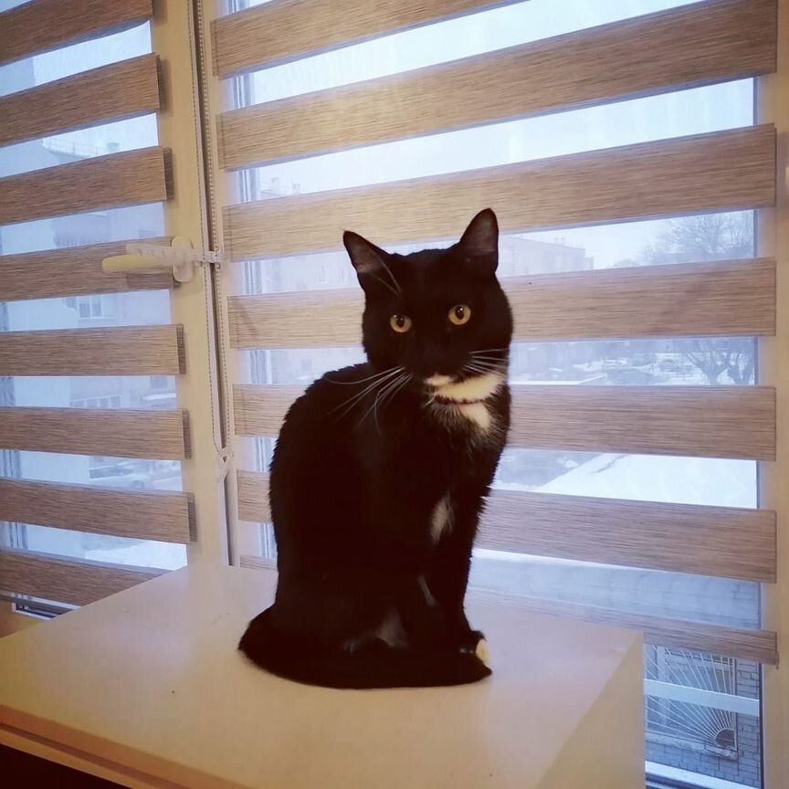 Котик Багир