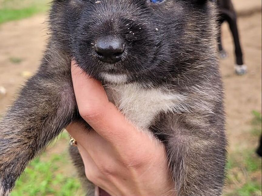 Щенок в добрые руки бесплатно