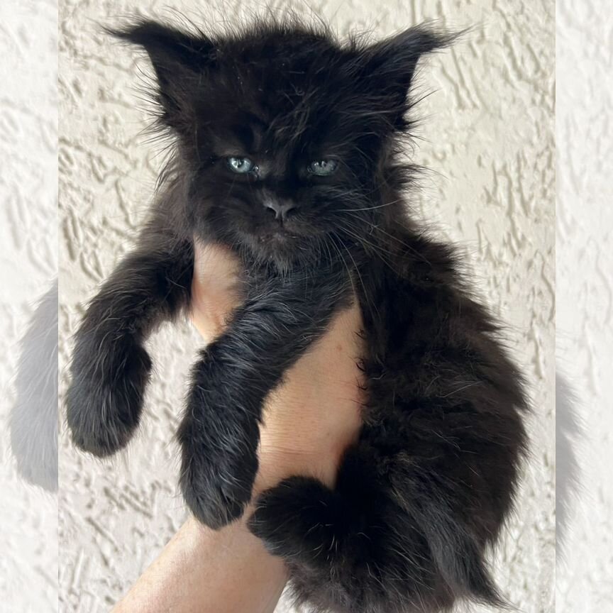 Мейн-кун котёнок