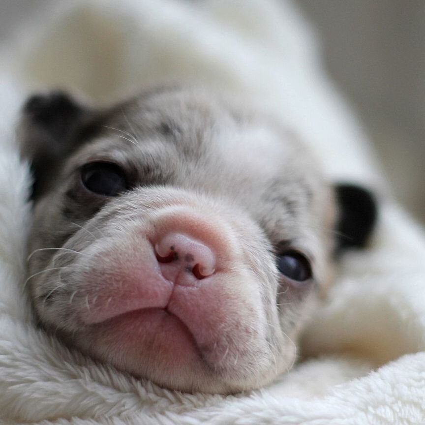 Французский бульдог, щенок