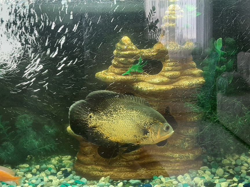 Цыхлида Астронотус