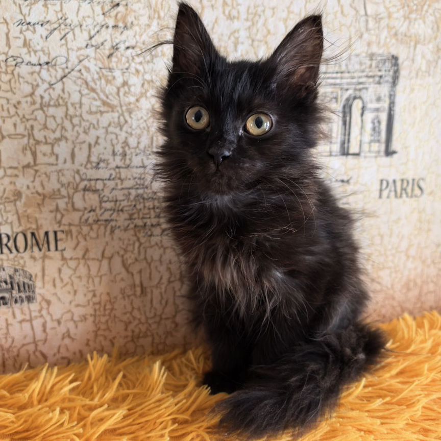 Сибирский котёнок