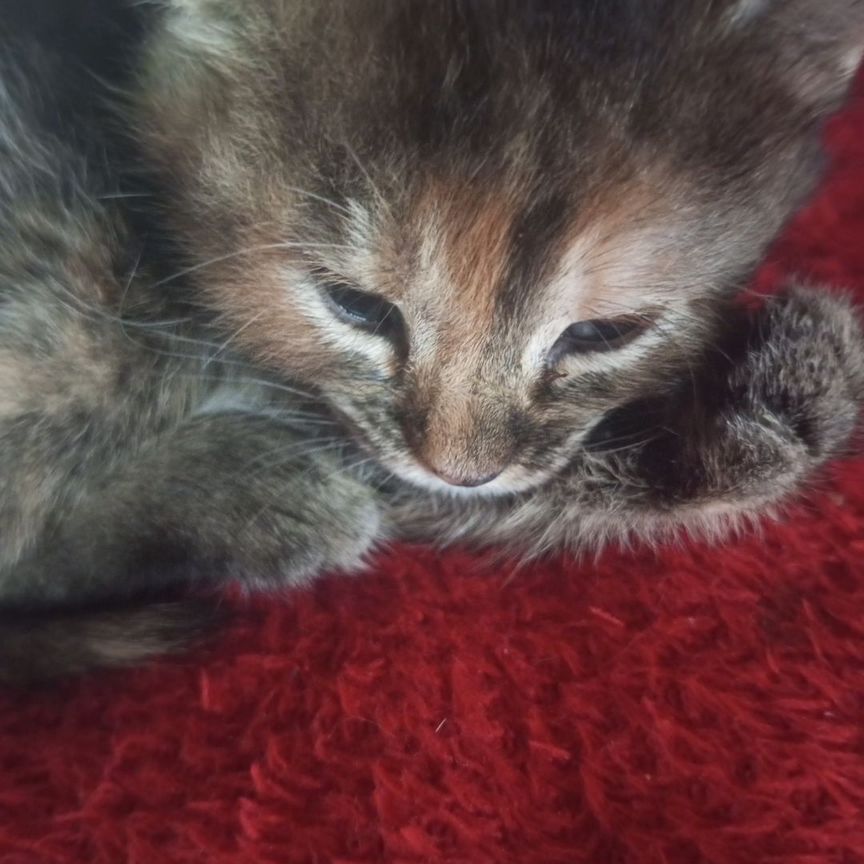 Кошки