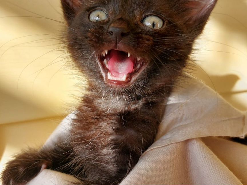 Котёнок Чубакабра