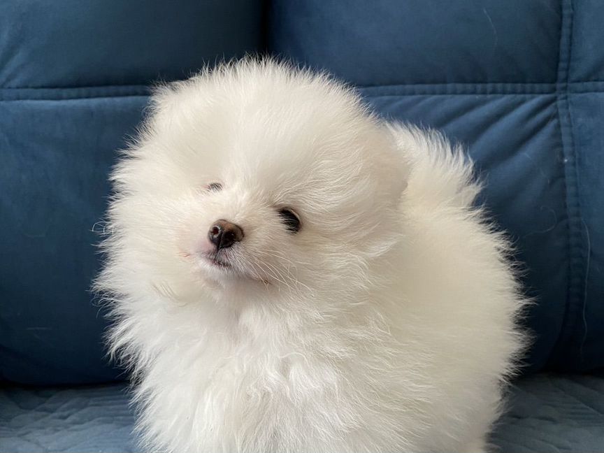 Щенки шпица