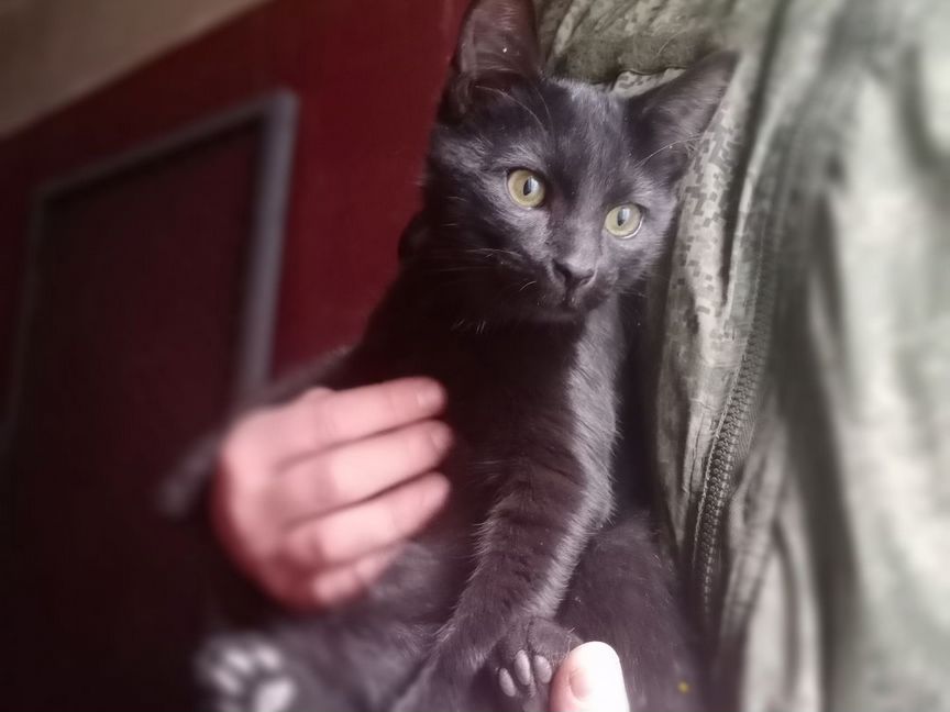 Котёнок ищет дом