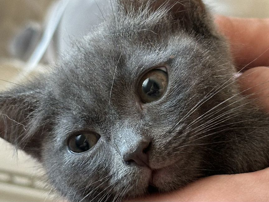 Котенок в добрые руки