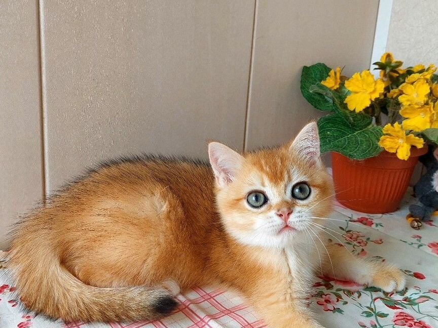 Золотой Ирис