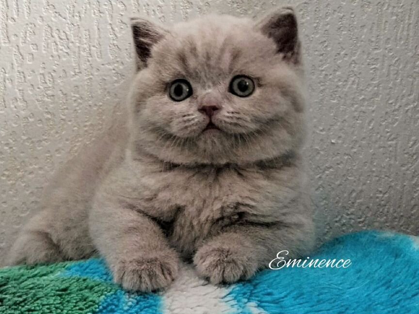 Британские котята из питомника
