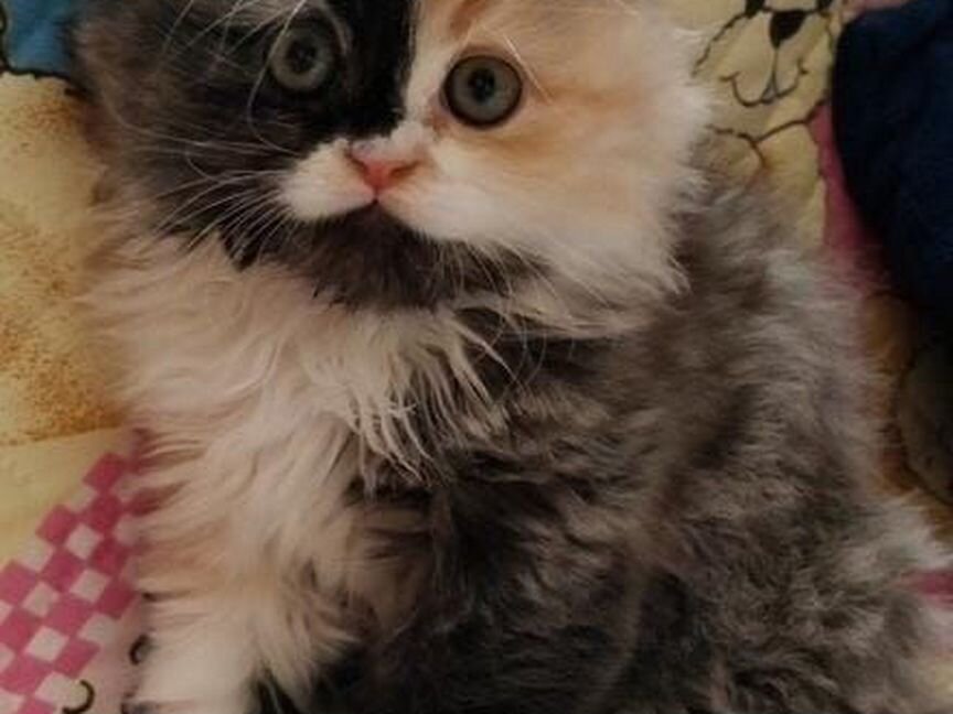 Котятки Сибирские трехцветочки