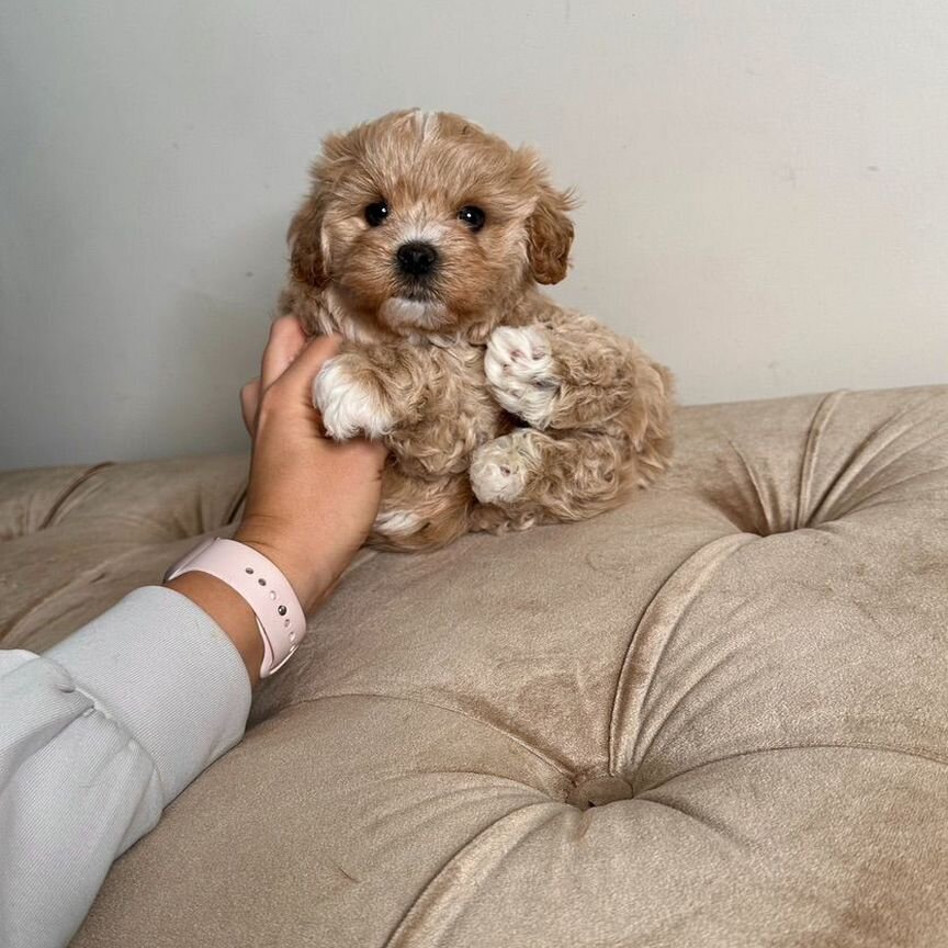 Мальтипу f1 стандартный мальчик карамельный