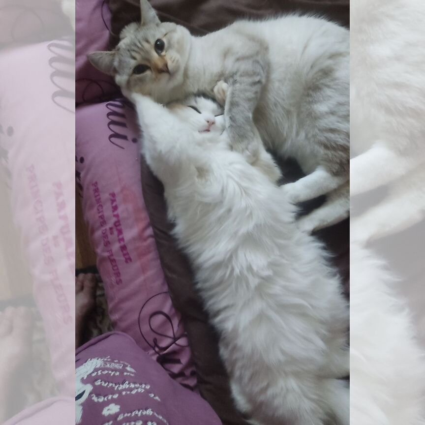 Котята к резерву