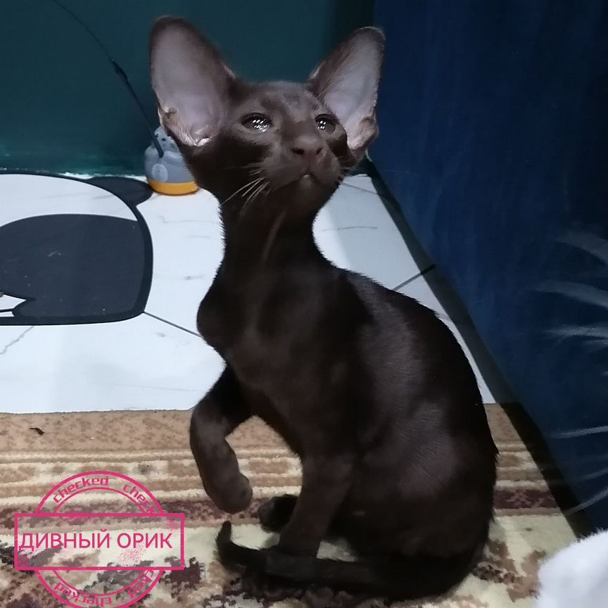 Ориентальный котёнок