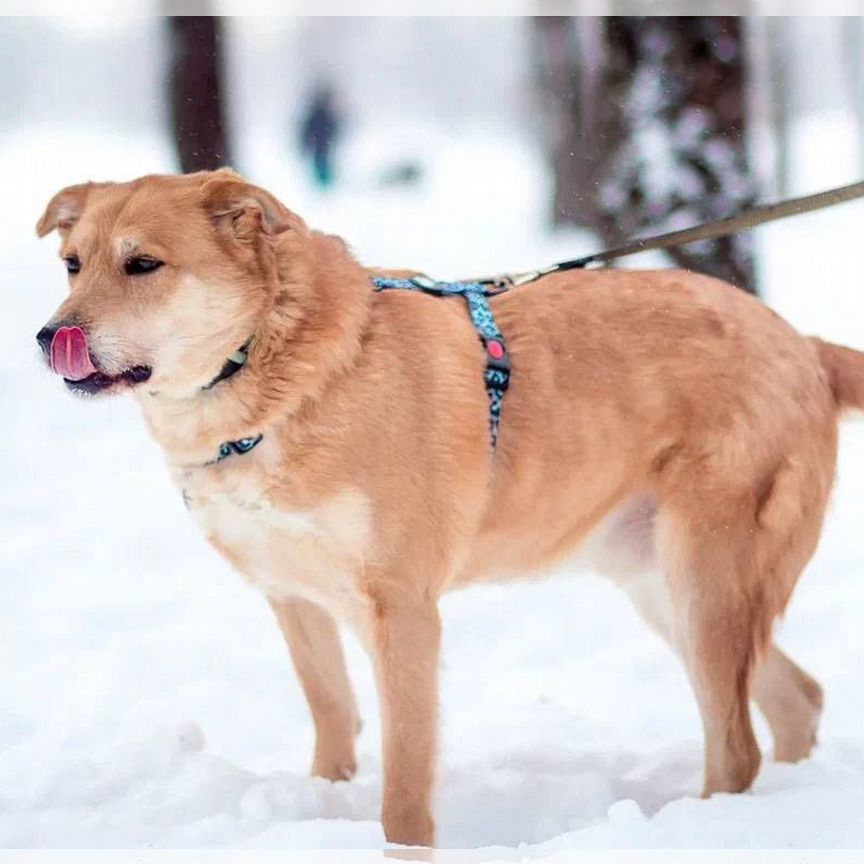 Взрослый пёс в добрые руки