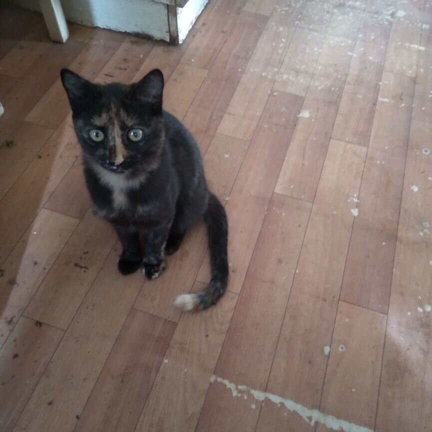 Котята в добрые руки даром