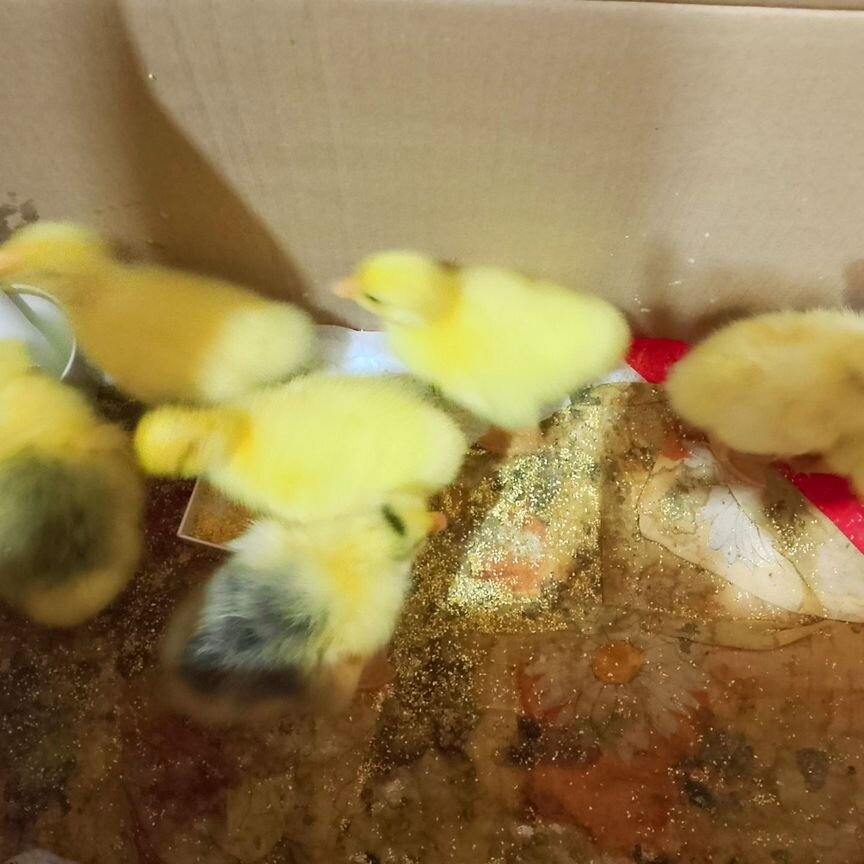 Продам гусята недельные