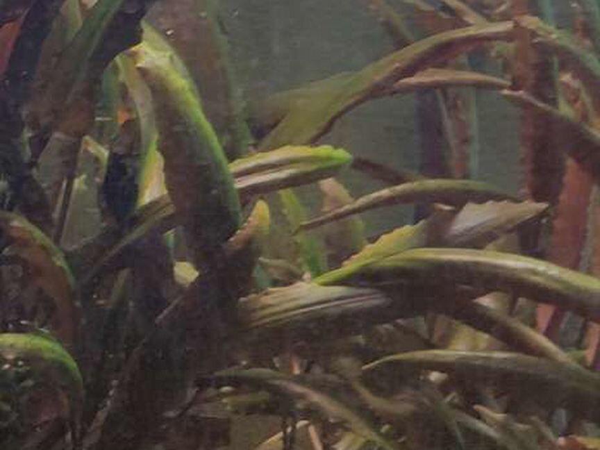 Криптокорина вендта