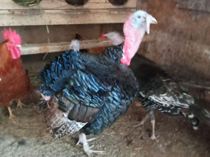 Индюк самец