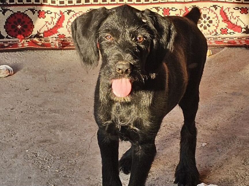 Дратхаар в добрые руки