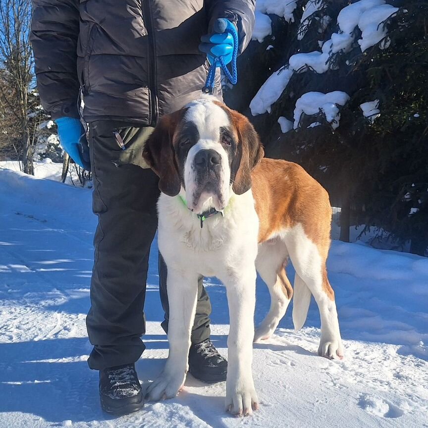 Сенбернар, щенок