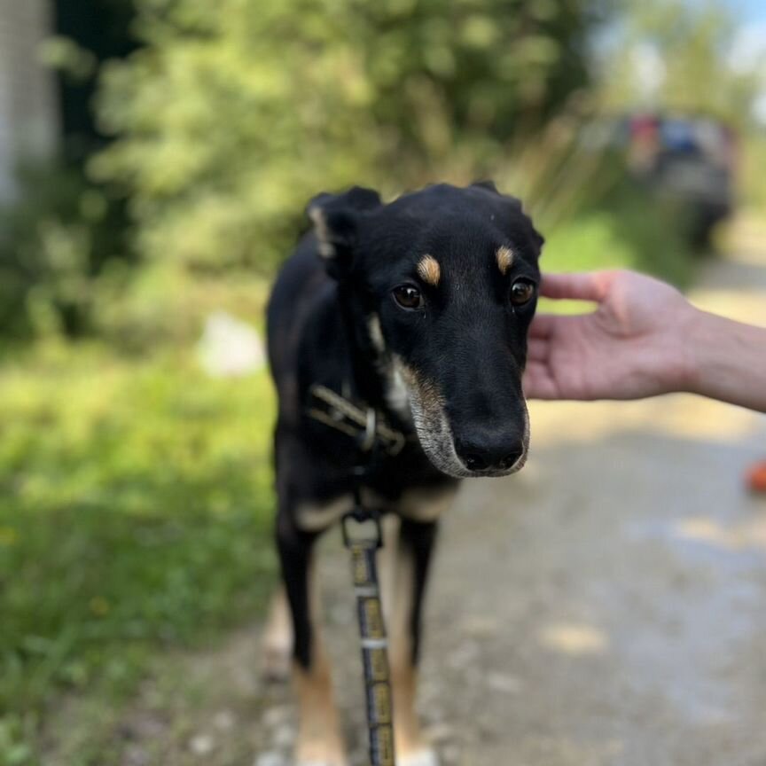 Щенок Бемби в добрые руки