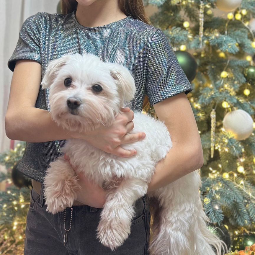 Потеряшка болонка