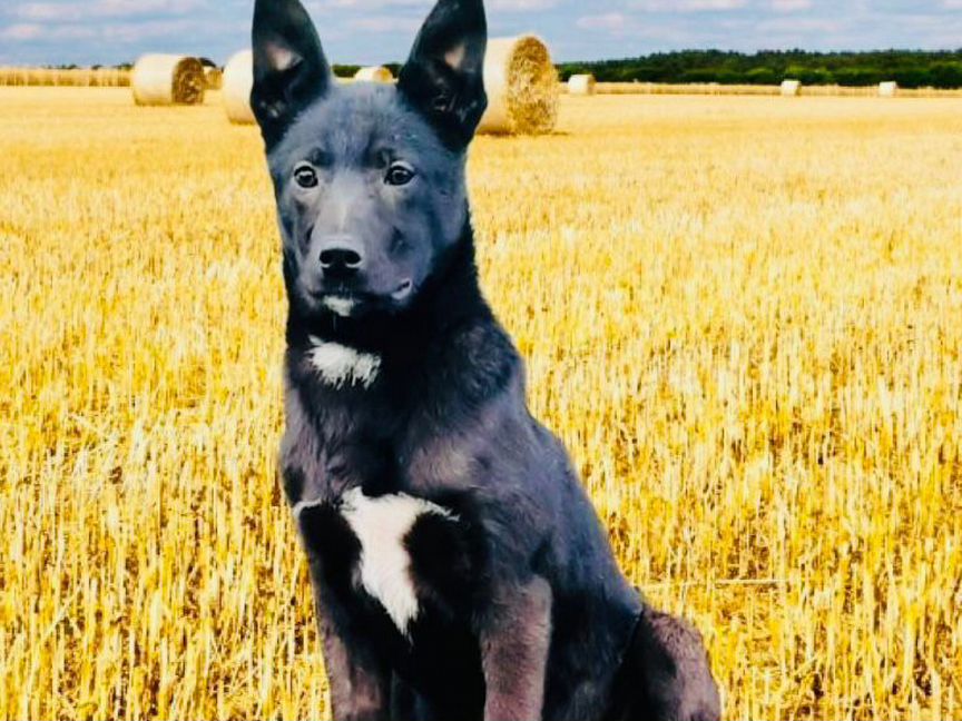 Собака в добрые руки отдам бесплатно