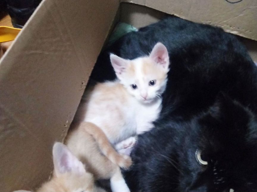 Котята в ласковые руки