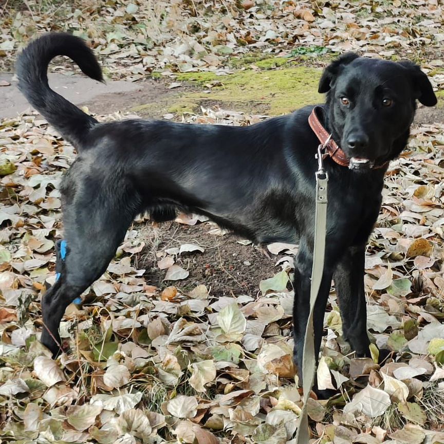 Щенок от частного владельца