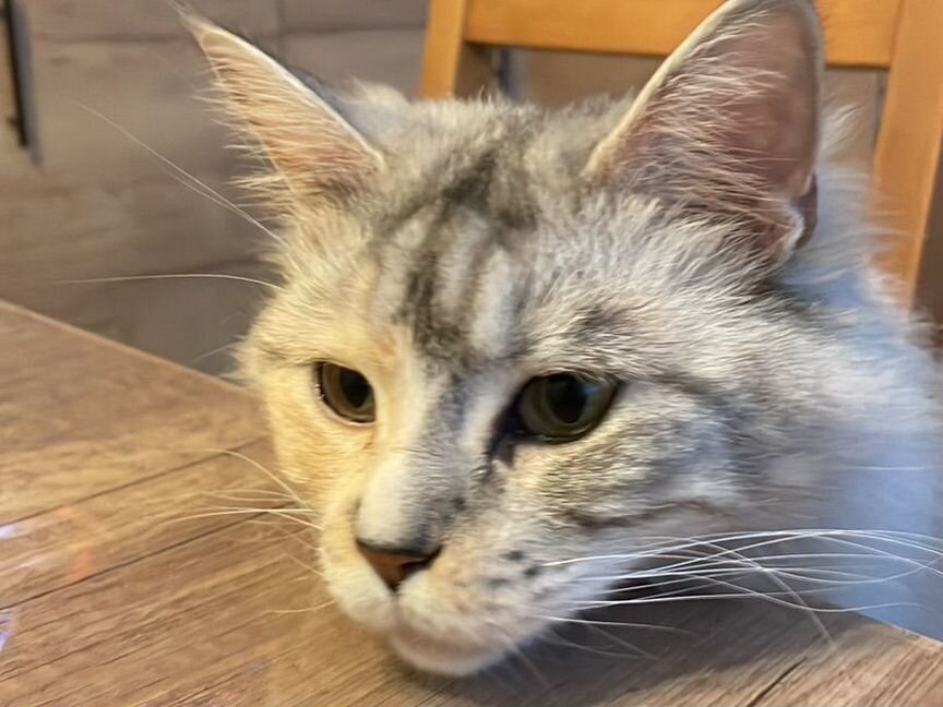Кошки майкун