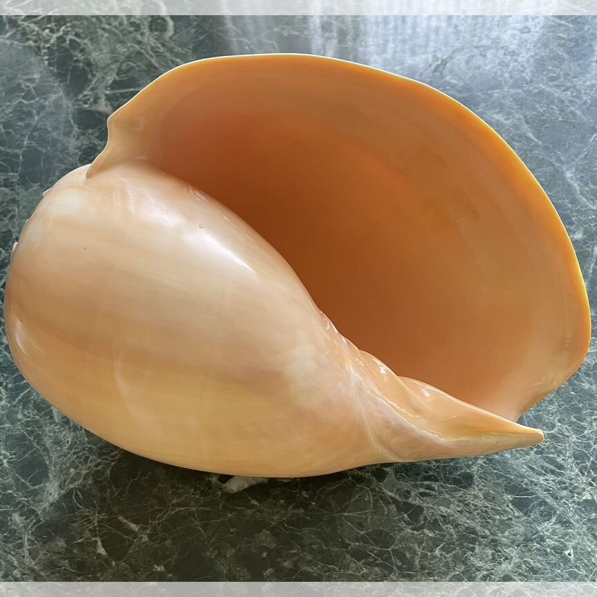 Ракушка морская большая