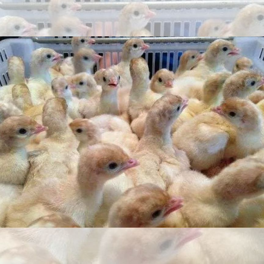 Суточные индюшата Биг 6