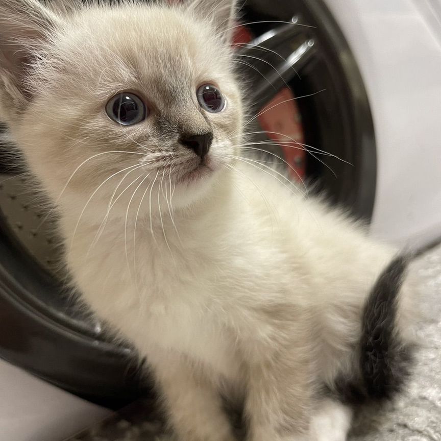 Невский котик