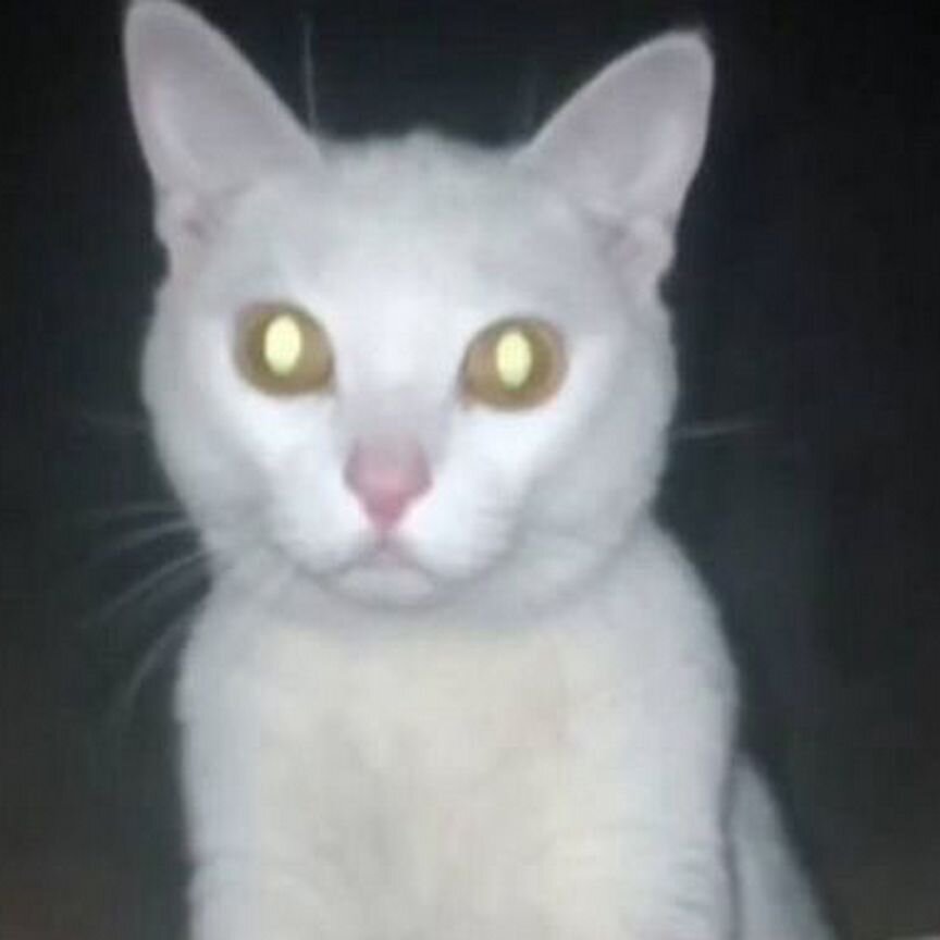 Кошка белая нуждается в помощи