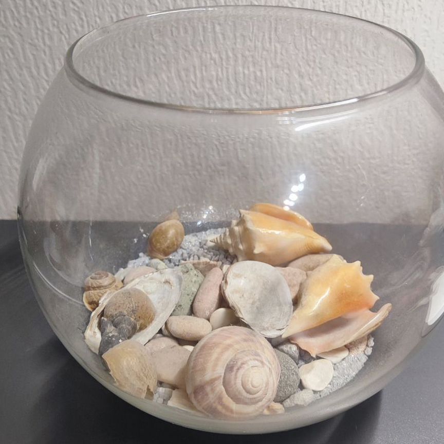 Аквариум с ракушками