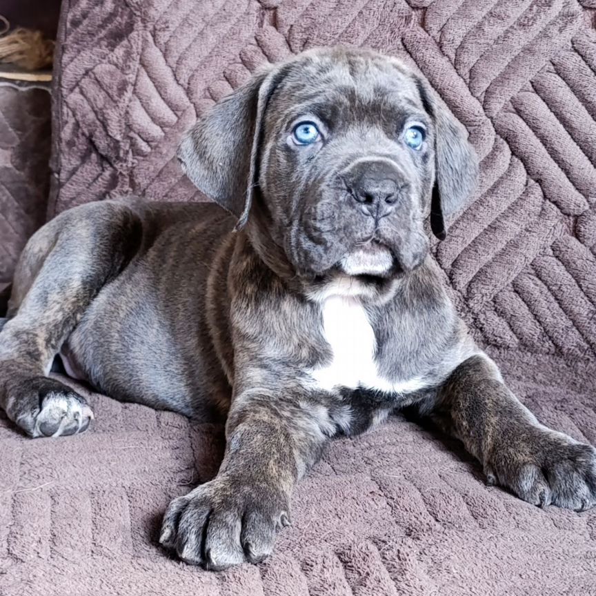 Кане-корсо, щенок